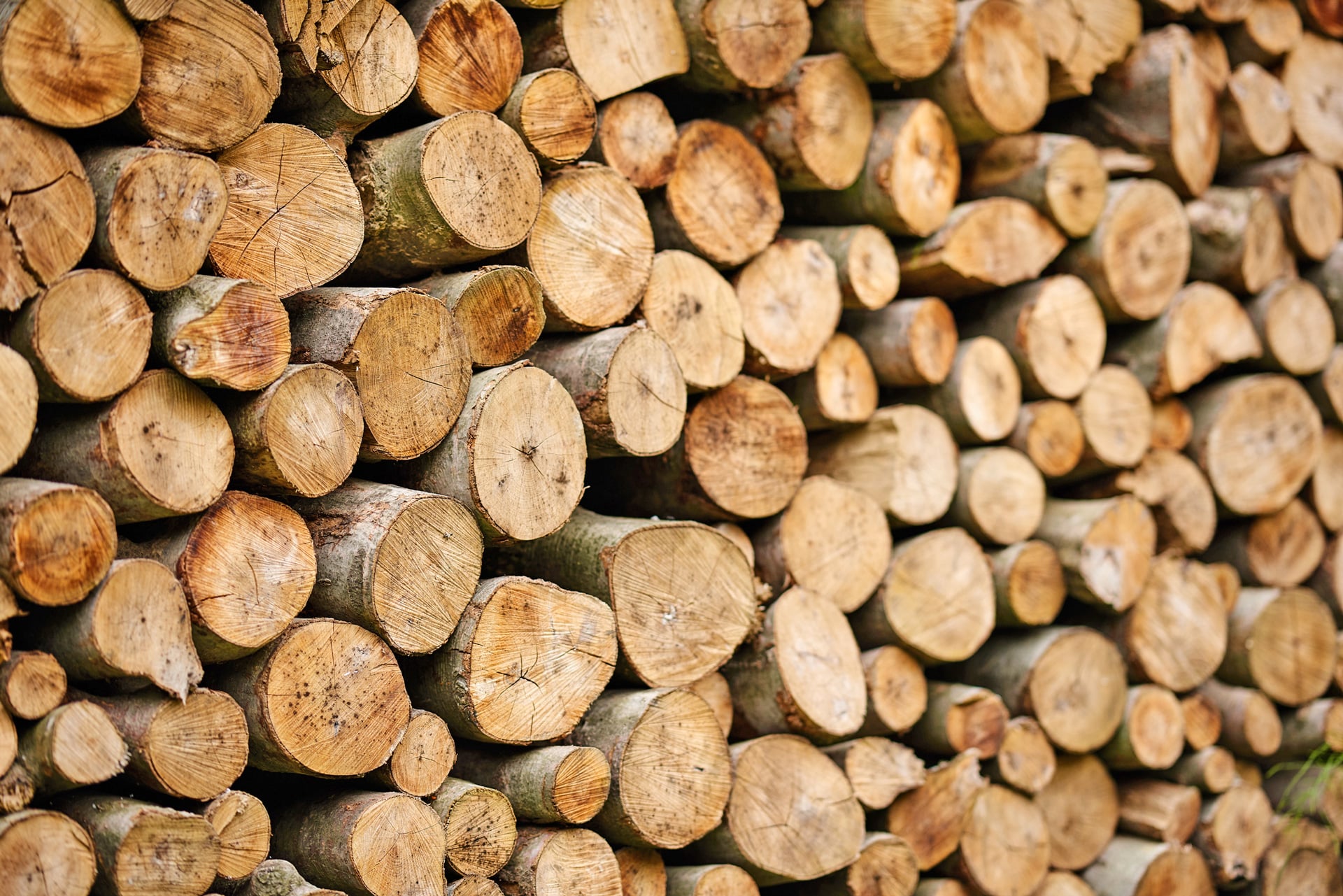 Northern White Cedar Lumber - Green Forest | Lindford MN